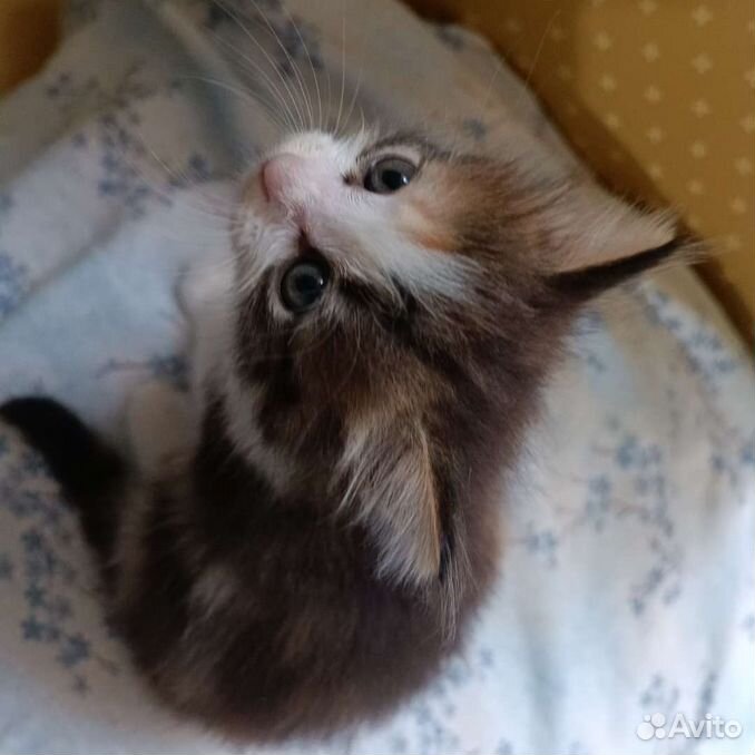 Котенок, девочка, возраст 6 недель