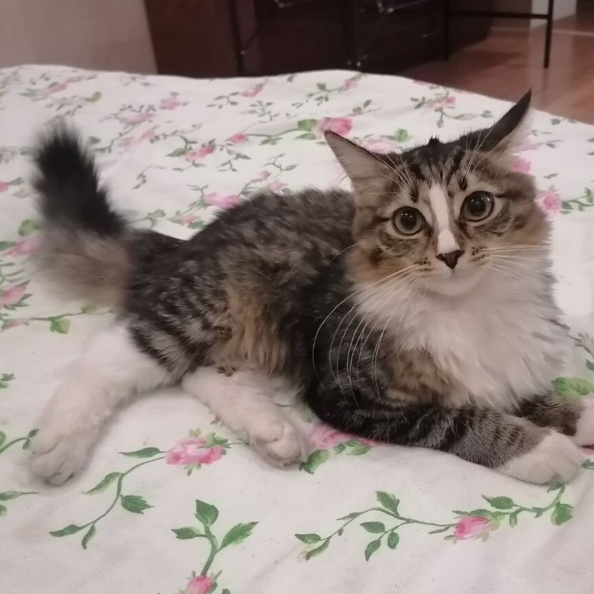 Котёнок в добрые руки