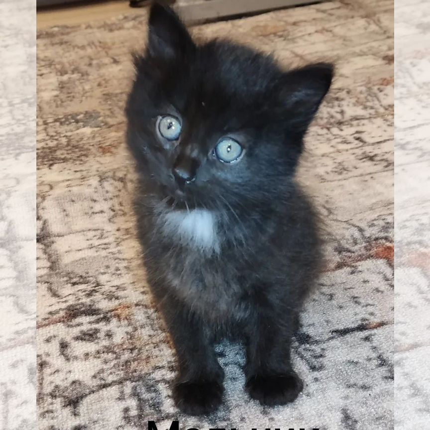 Котёнок в добрые руки