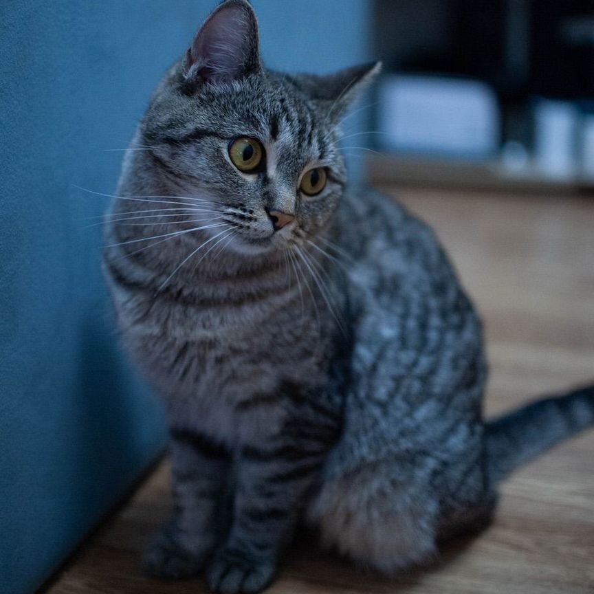 Взрослая, Девочка кошка в добрые руки