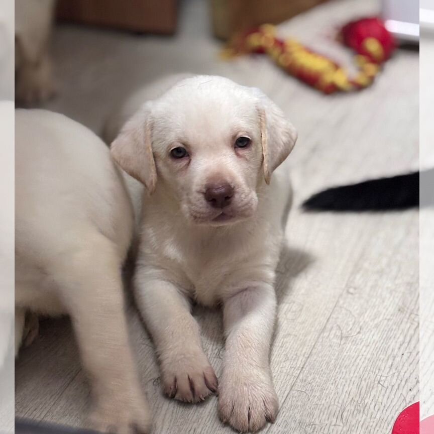 Лабрадор-ретривер, щенок