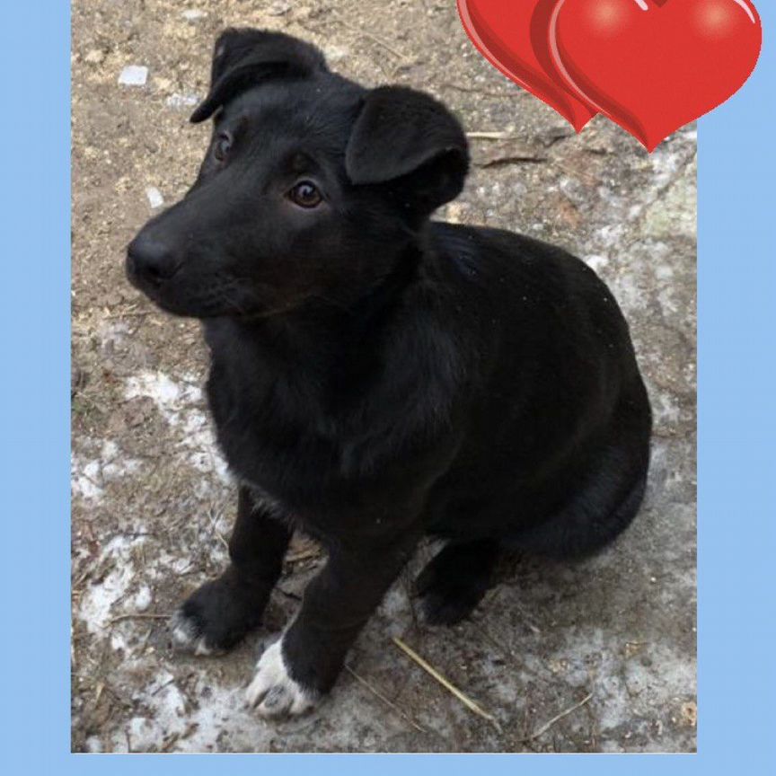 Щенок в самые любящие руки