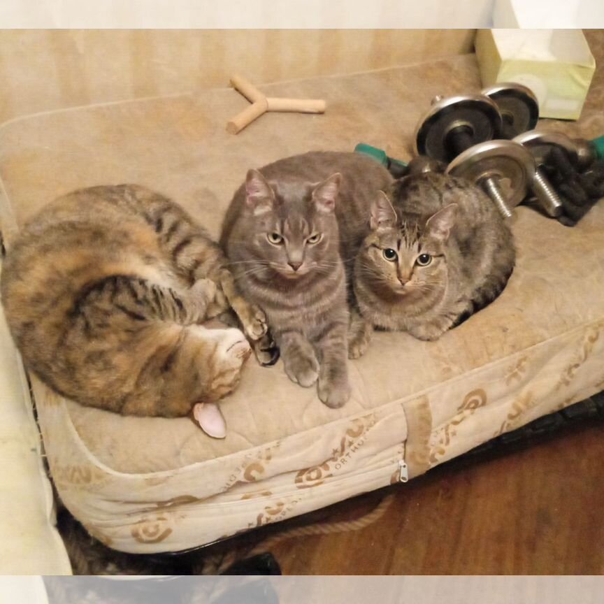 Котики ищут дом