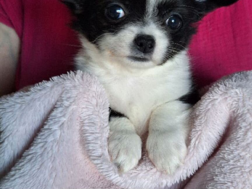 Чихуахуа девочка