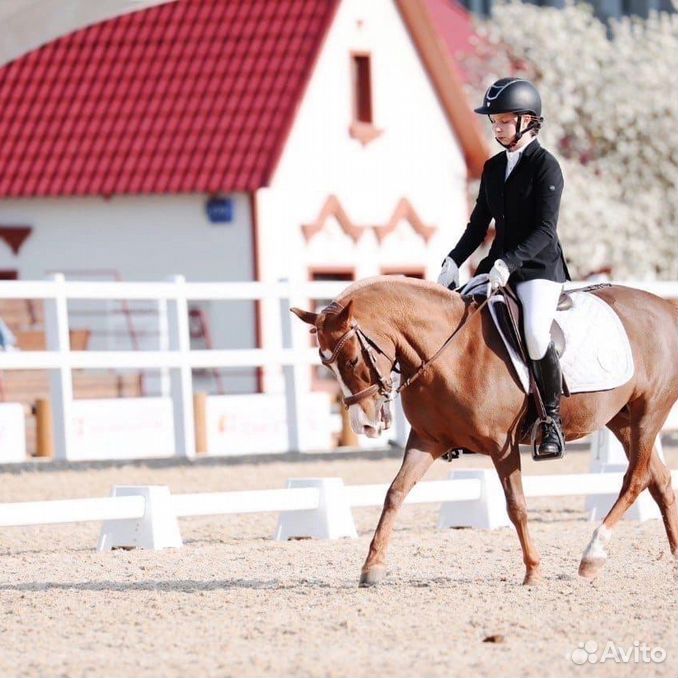 Продаже лошади