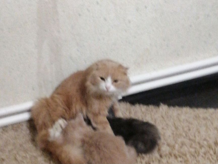 Кошка и котята