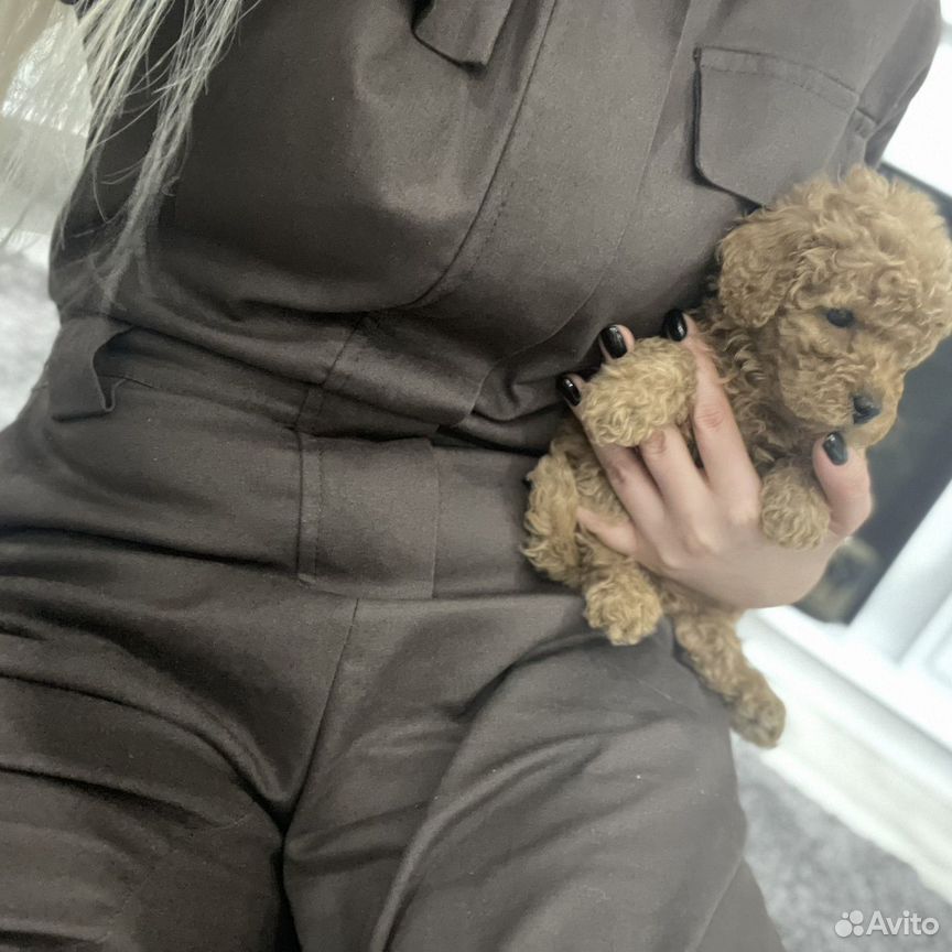 Той-пудель мини щенки ред браун со страховкой