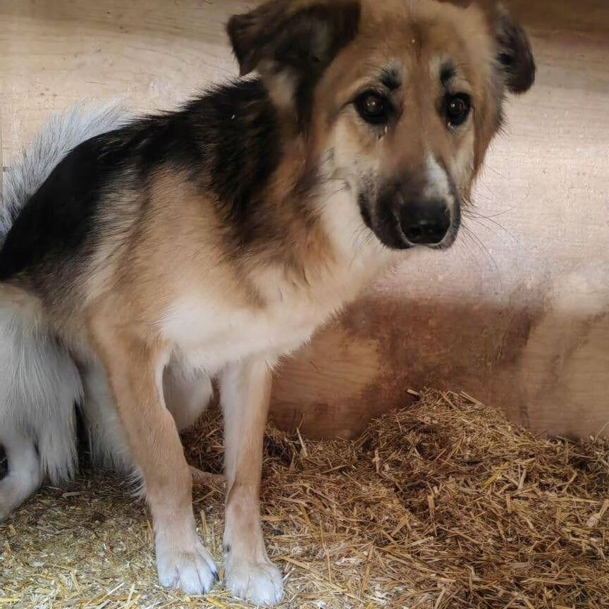 Помогите трусливой собаке