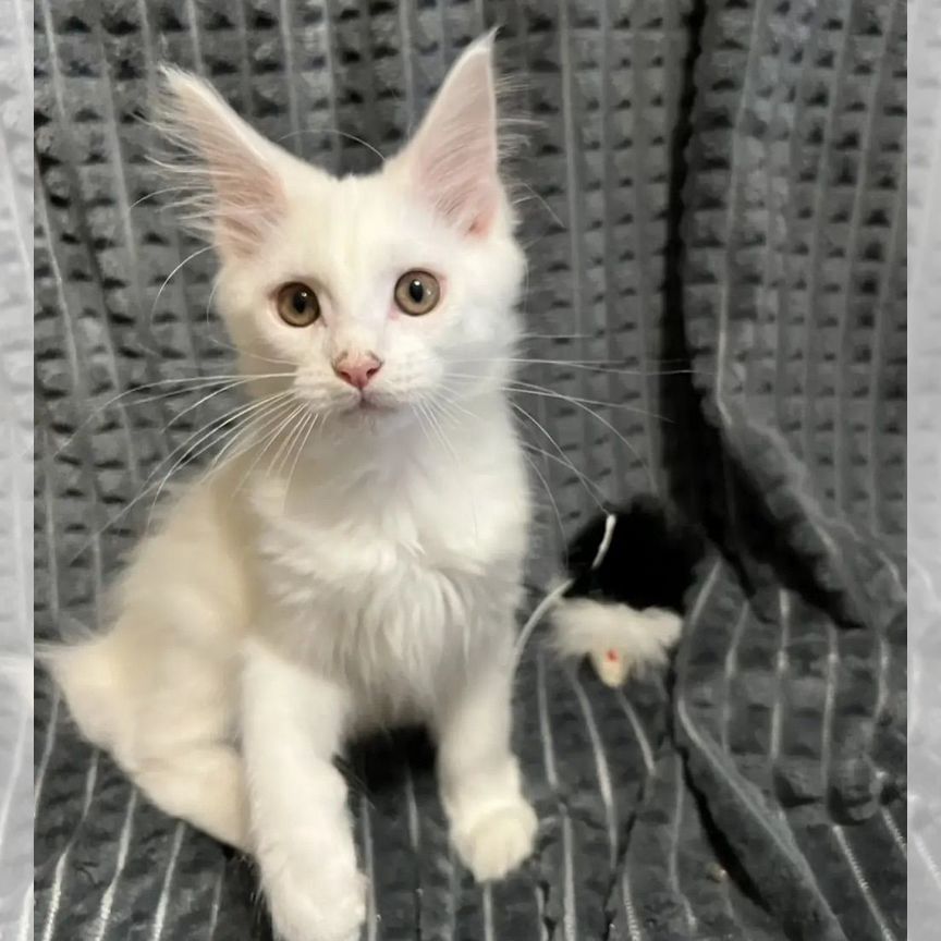 Мейн-кун котёнок