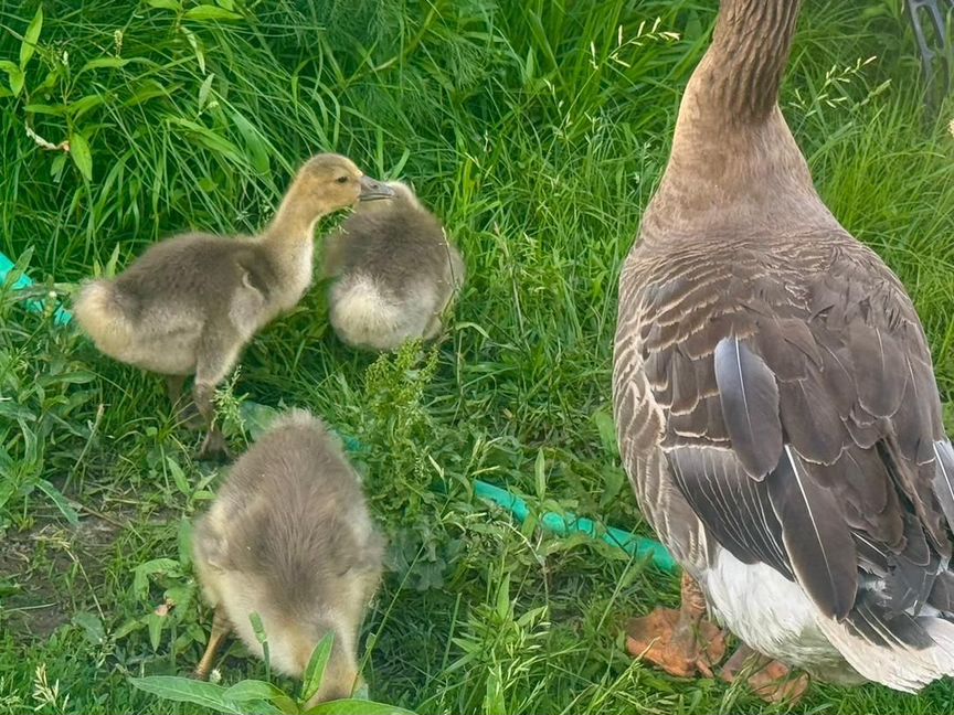 Гусыня с гусятами