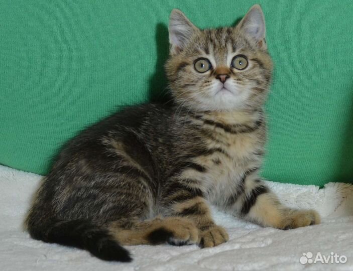 Котик британец мрамор