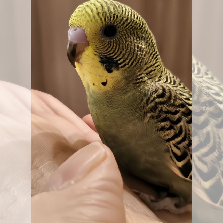 Птенцы волнистый попугай ручной