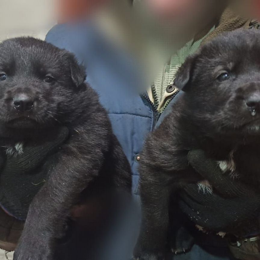 Щенки восточно сибирской лайки