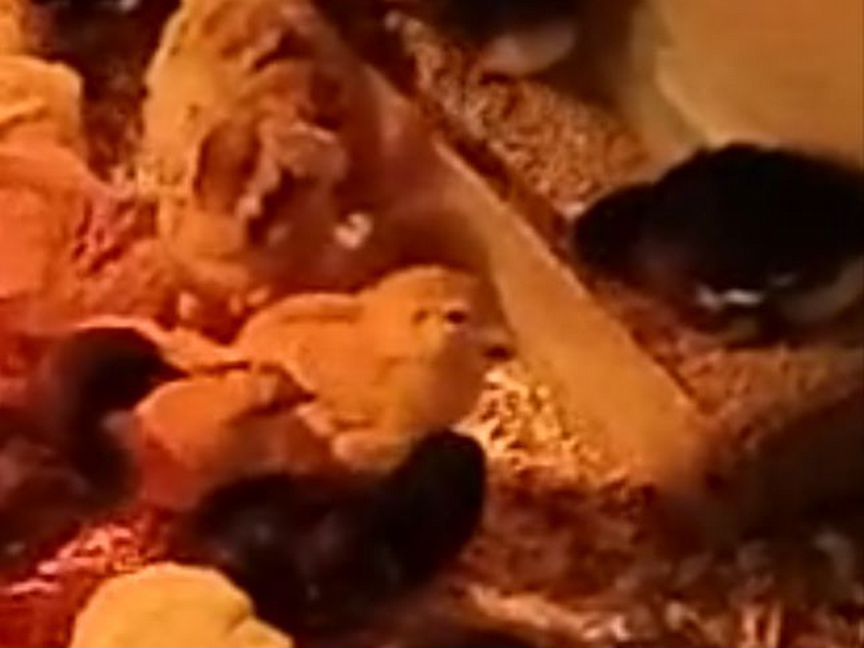 Цыплята Мараны