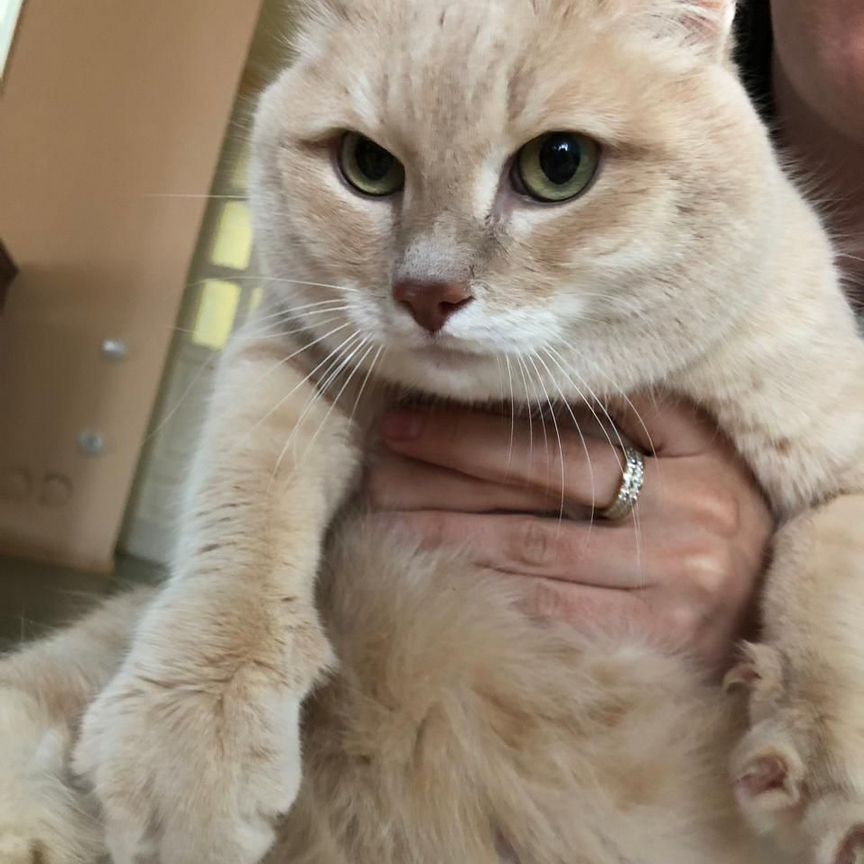 Домашний кот бесплатно