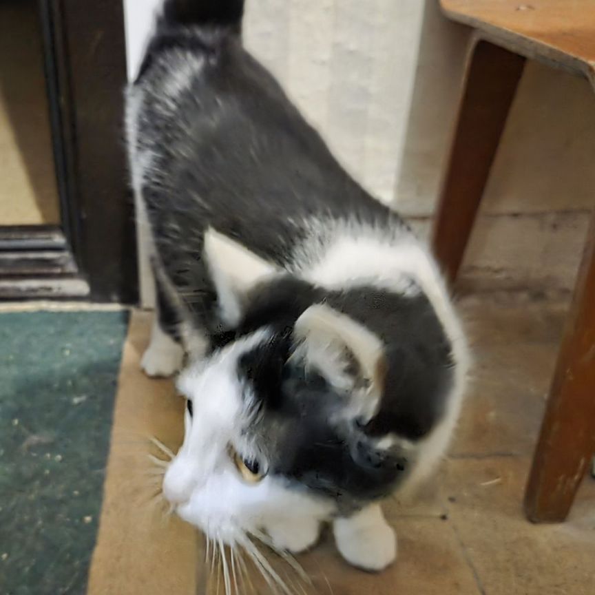 Взрослая, кошка в добрые руки