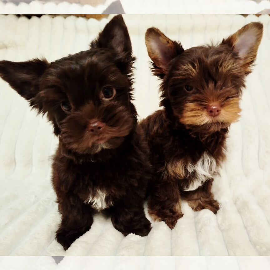 Йоркширский терьер, щенок