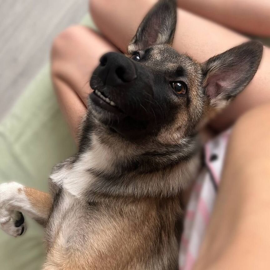 Умный и красивый щенок