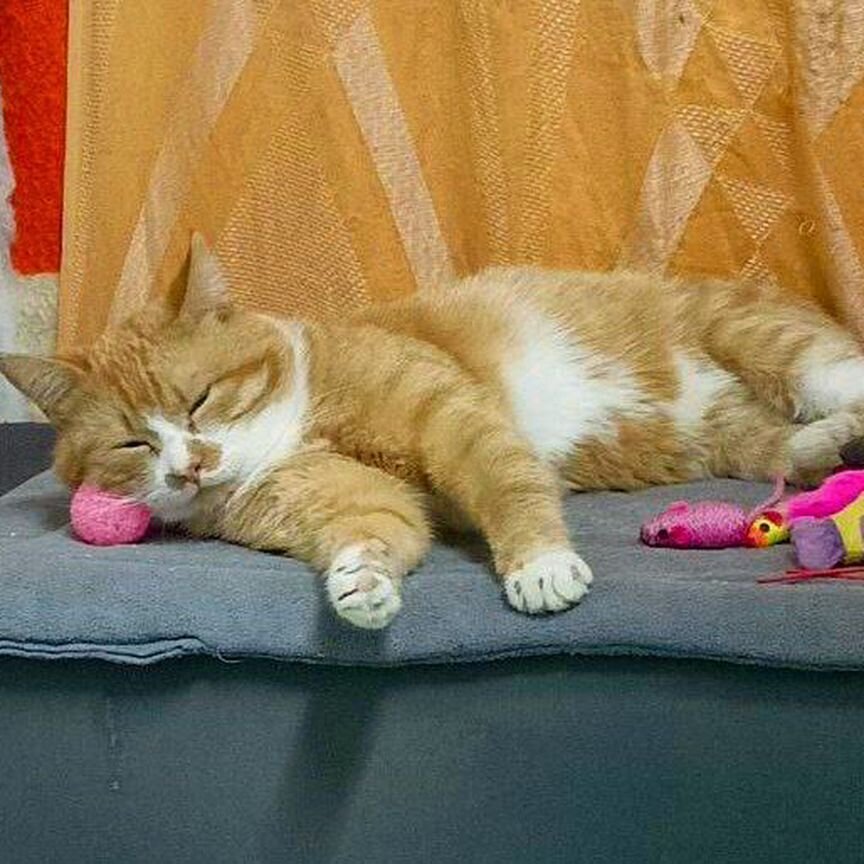 Соломон котик