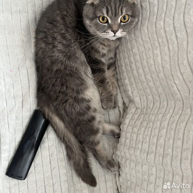 Шотланская вислоухая кошка