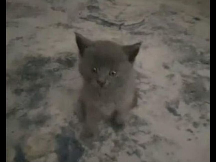 Бриьанские котята