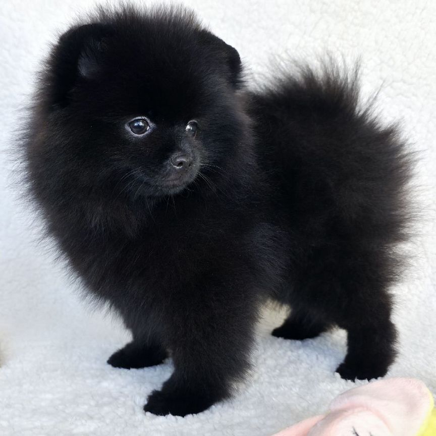 Немецкий шпиц, щенок