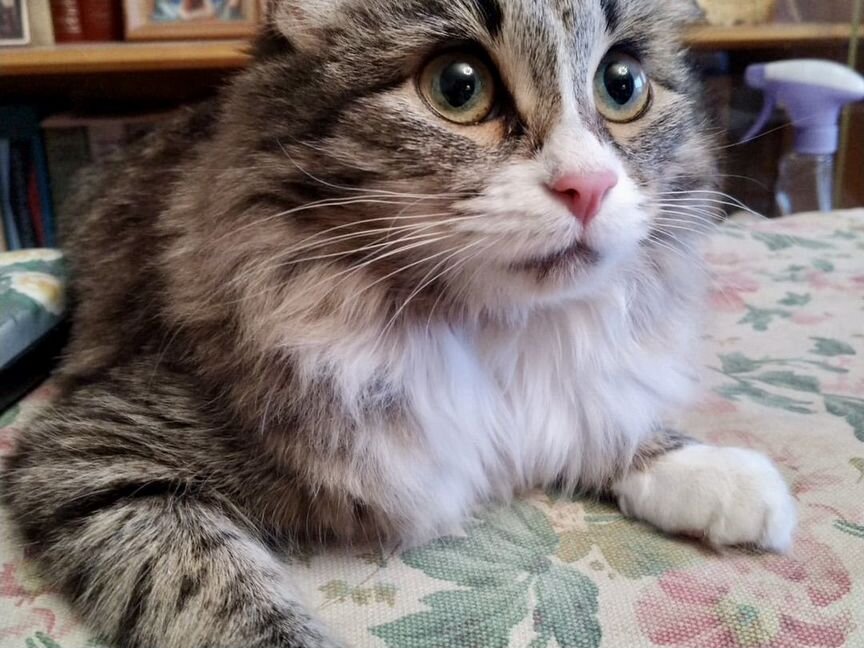 Юная кошечка Флора