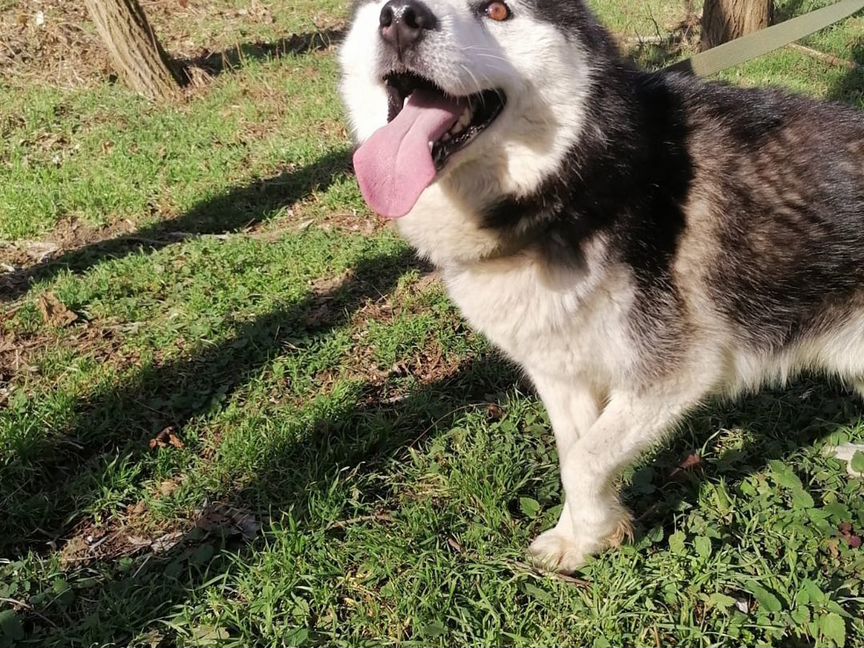 Найдена собака хаски