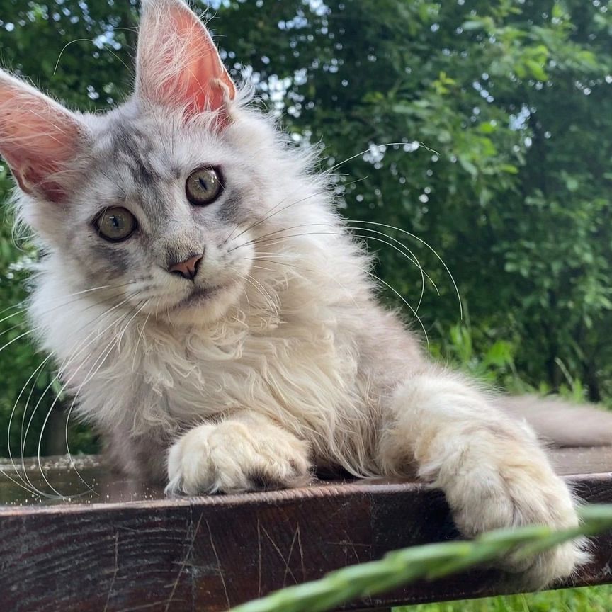Мейн-кун котёнок