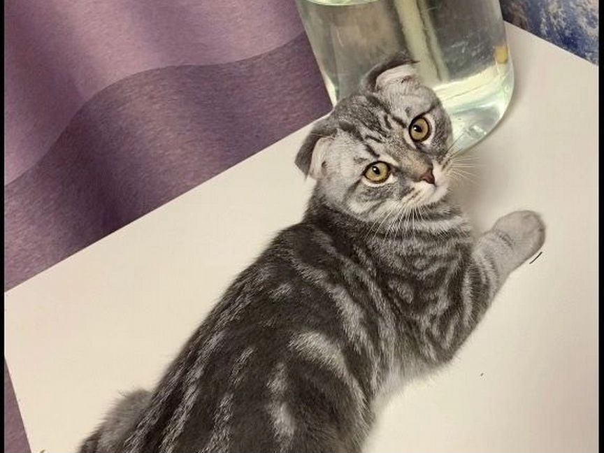 Котята в добрые руки вислоухий котенок