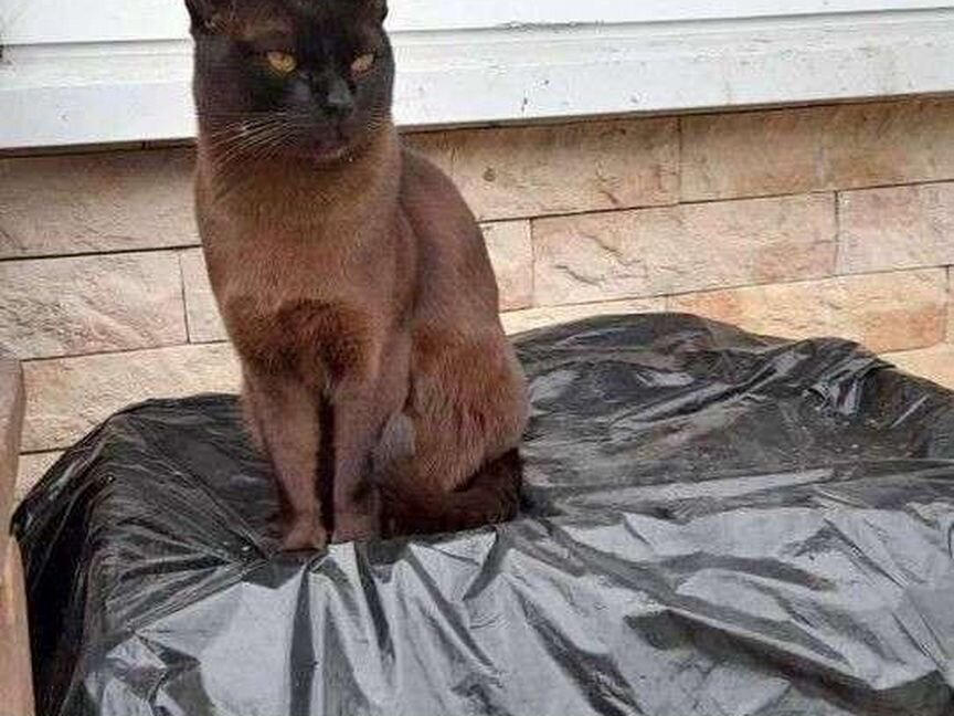 Вязка бурманский кот
