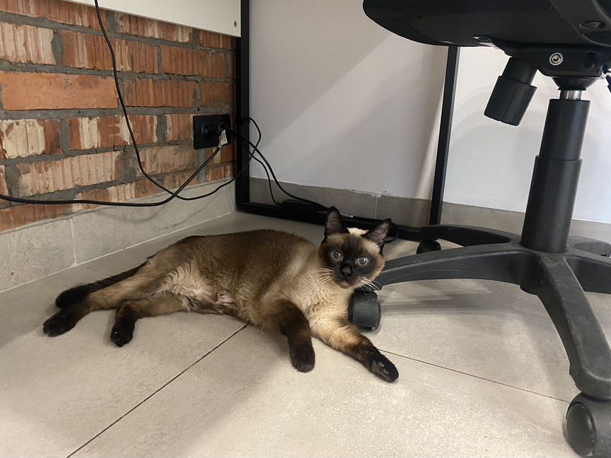 Сиамский кот