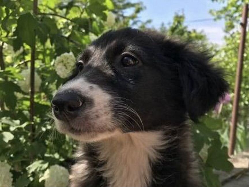 Щенок в добрые руки бесплатно