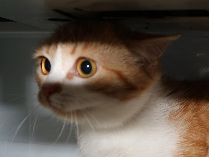 Рыжий кот Голди ищет дом