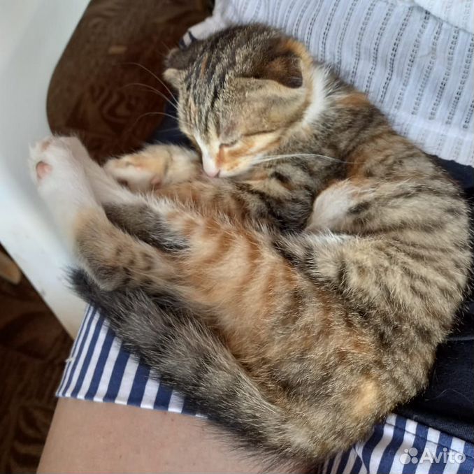 Отдам трехцветную кошечку (3 месяца)