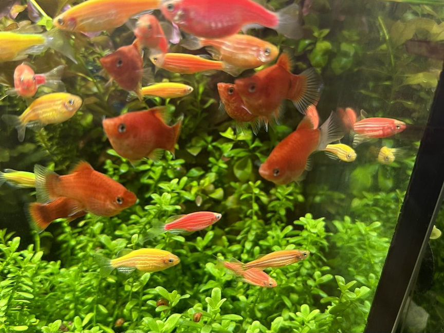 Рыбки пецилии