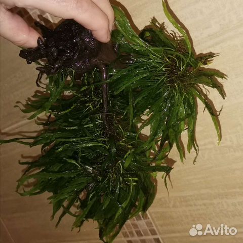 Аквариумные растения - Папоротник тайланд узколист купить в Краснодаре ...