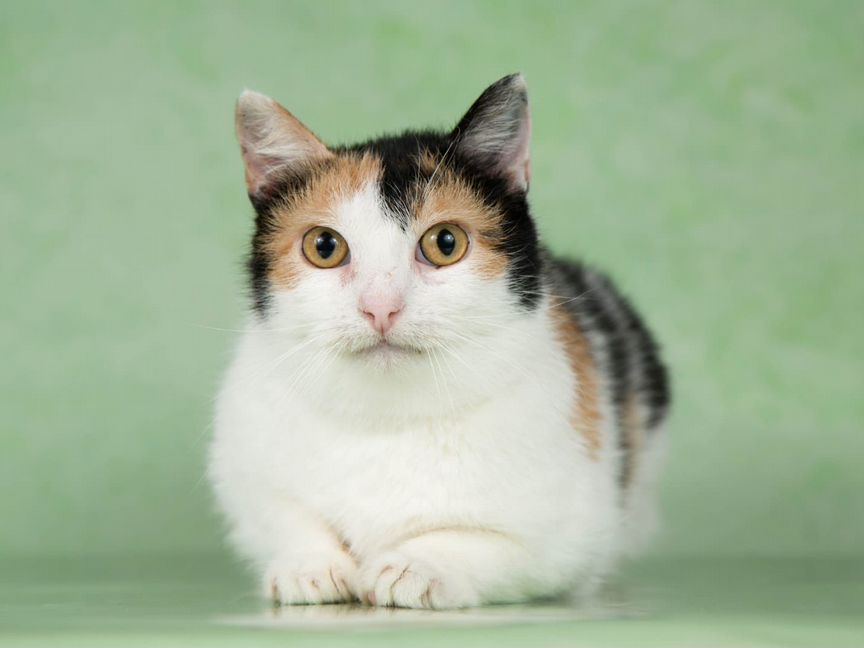 Кошечка айва ищет дом