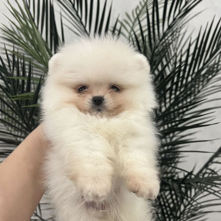 Померанский шпиц