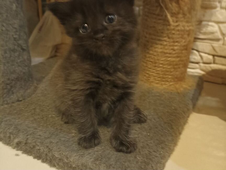 Котята мейн кун