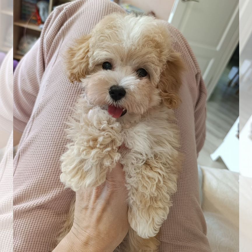 Мальтипу, щенок