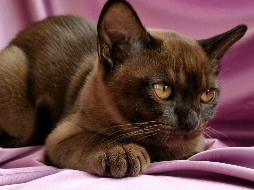 Котенок Бурманской породы.Москва