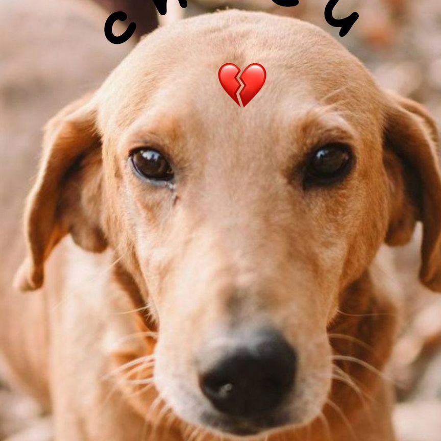 Взрослая собака в добрые руки