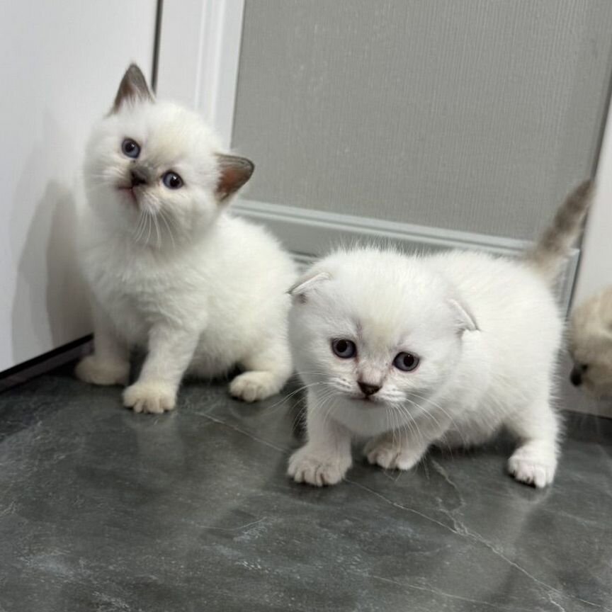 Шотландские котята окрас блю-поинт