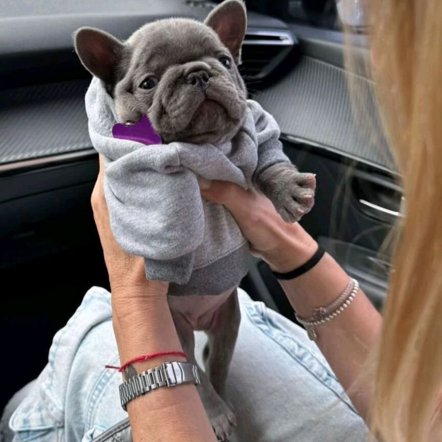 Французский бульдог, щенок