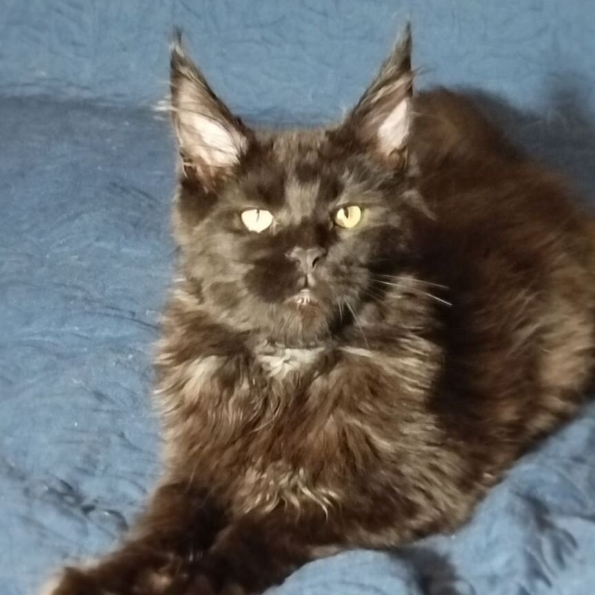 Мейн-кун котёнок