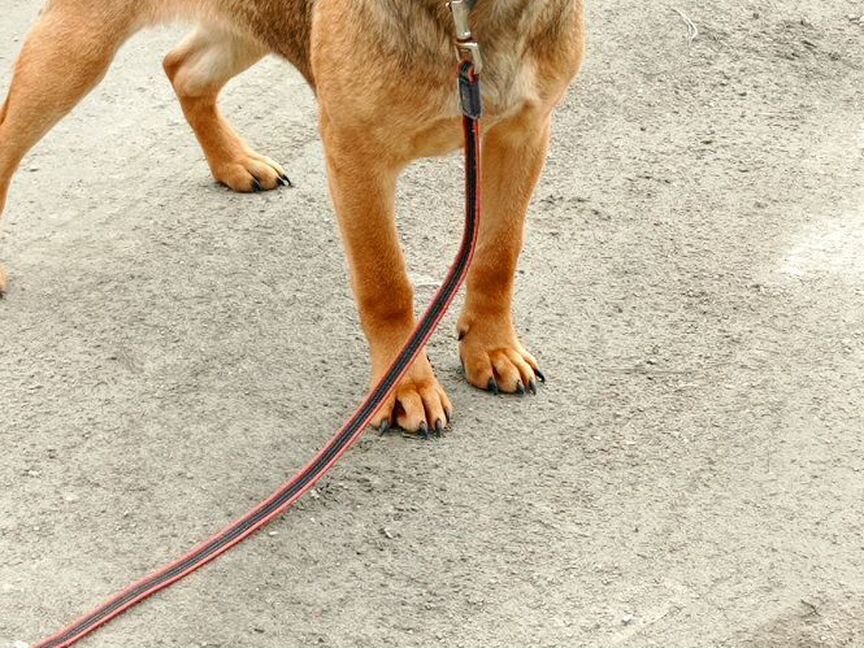 Собака в добрые руки отдам бесплатно