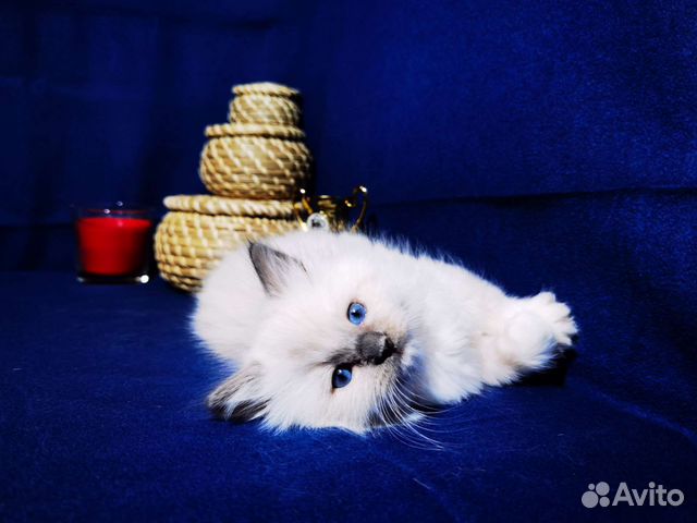 Котята Рэгдолл Миттед Блю