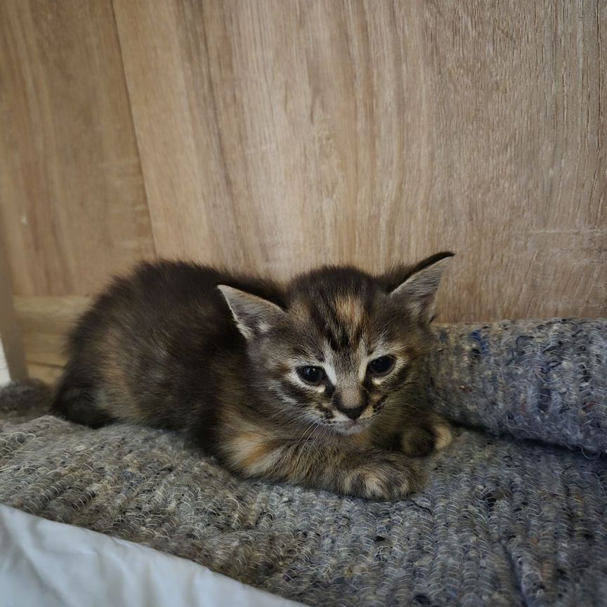 Котёнок девочка