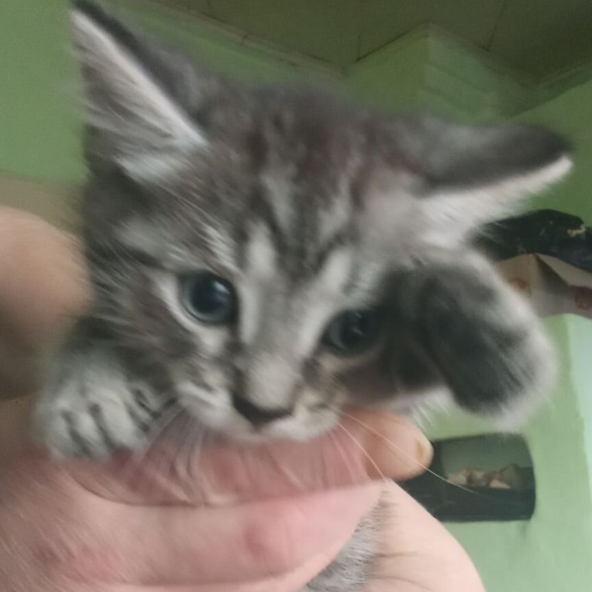 Котёнок в добрые руки